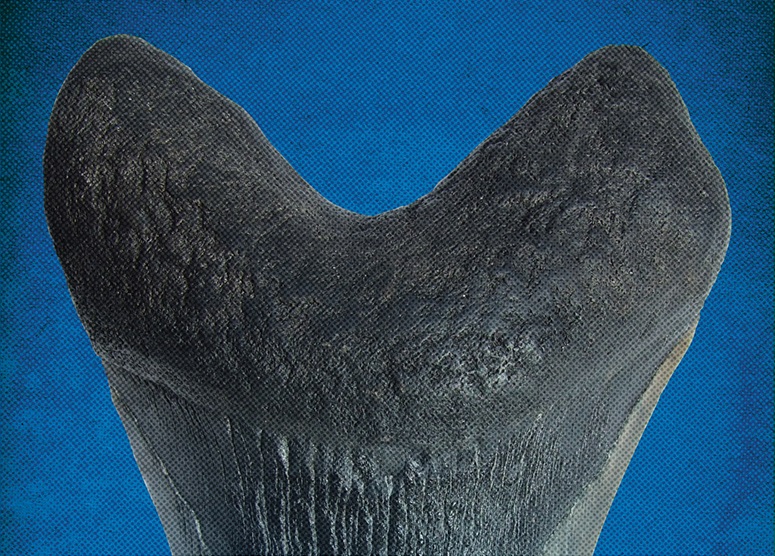 Gatorbytes Behind-the-Story: The Shark Attack Files – The Florida Bookshelf