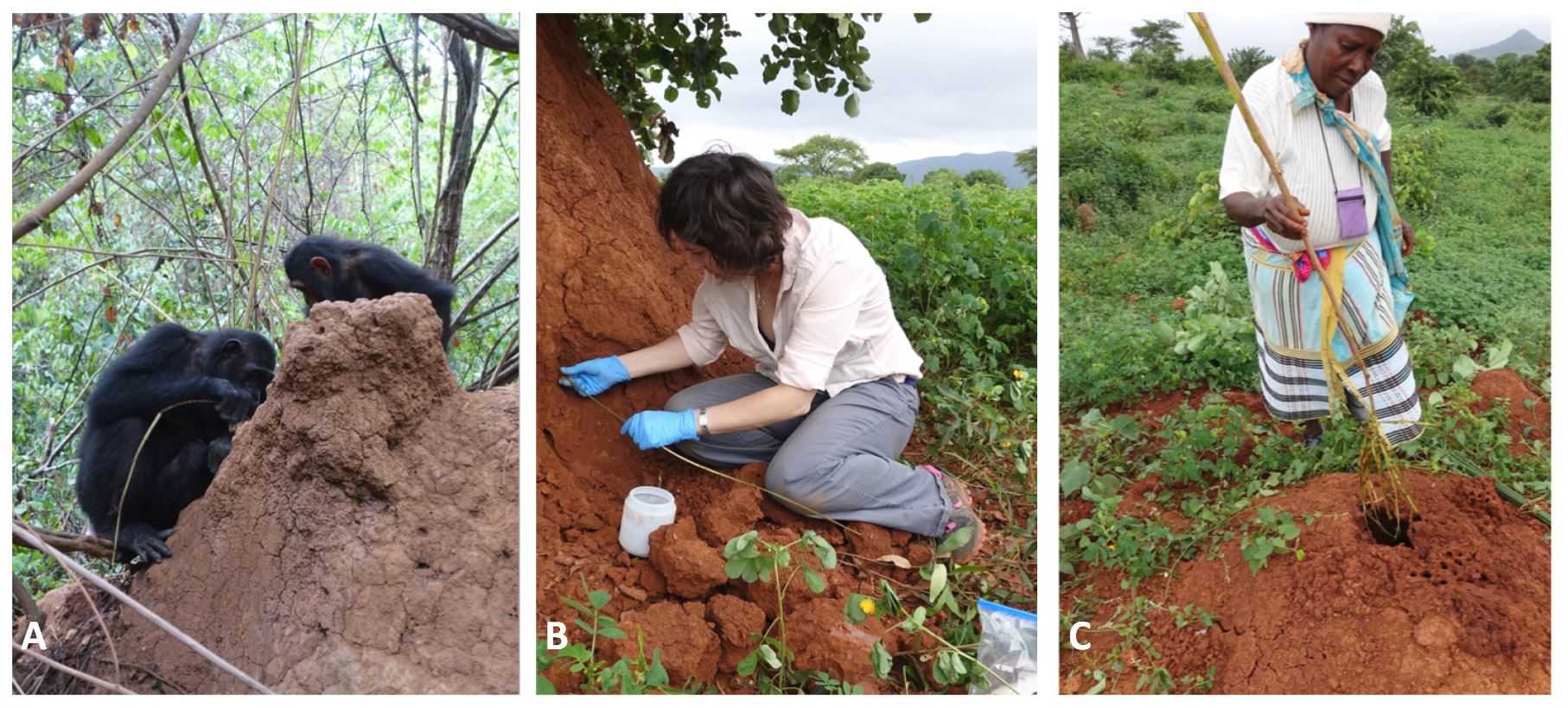 The Evidence for Insect Eating in Human Evolution – The Florida Bookshelf