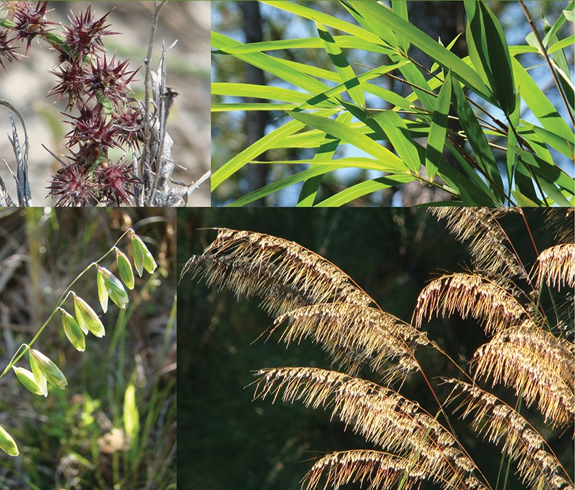 Grasses of Florida – The Florida Bookshelf