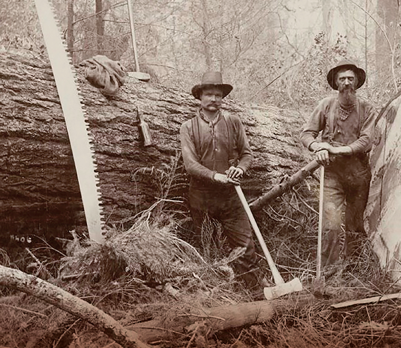 The Archaeology of the Logging Industry – The Florida Bookshelf